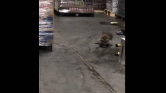 Borrachera: Parece que la sensación es peor si eres un mapache | Emol.com