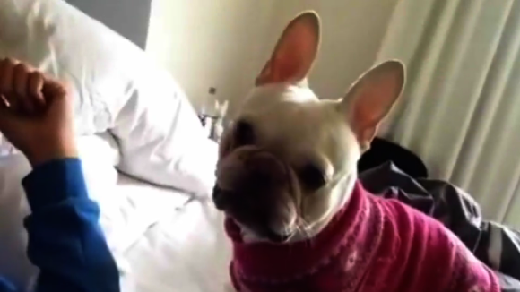 Perro fanático de Cachureos es furor en las redes sociales | Emol.com