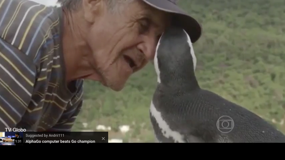 Conoce a DinDim, el pingüino que no olvida a su salvador | Emol.com